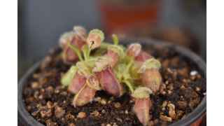 Cephalotus Care Guide | Carnivorous Plants